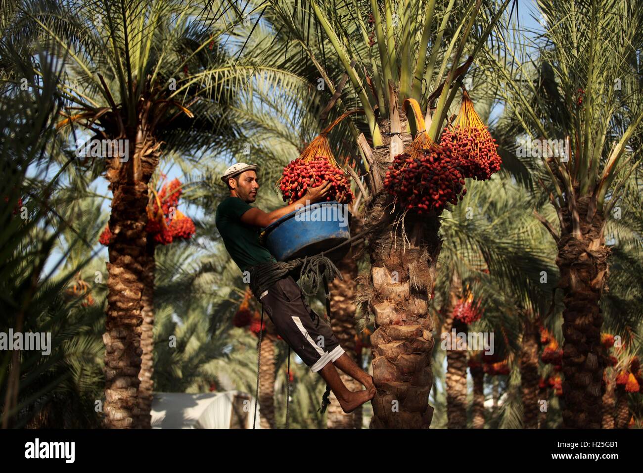 Dair Al Balah, Gaza Strip, Palestinian Territory. 25th Sep, 2016. A ...