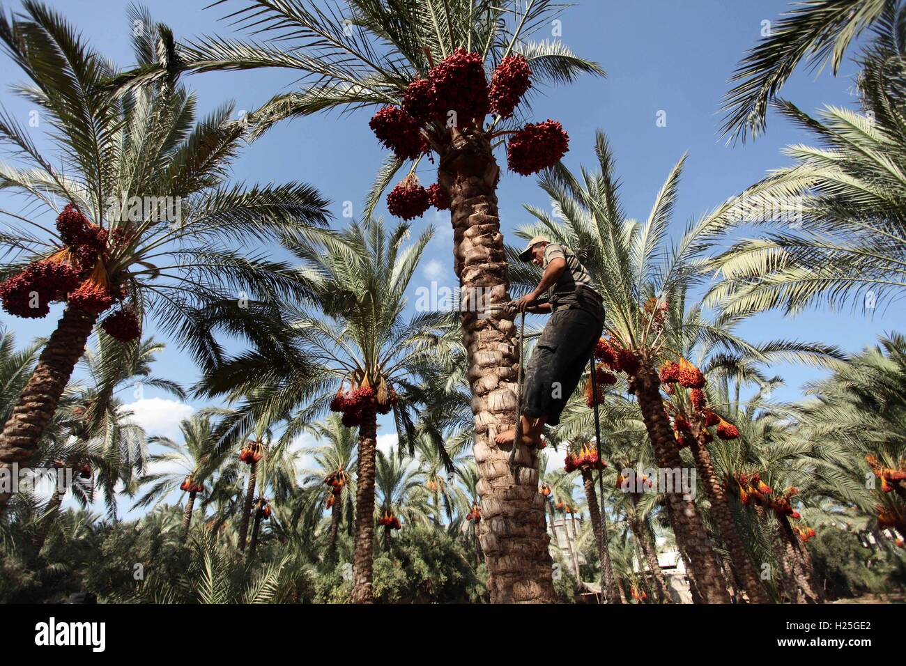 Dair Al Balah, Gaza Strip, Palestinian Territory. 25th Sep, 2016. A ...