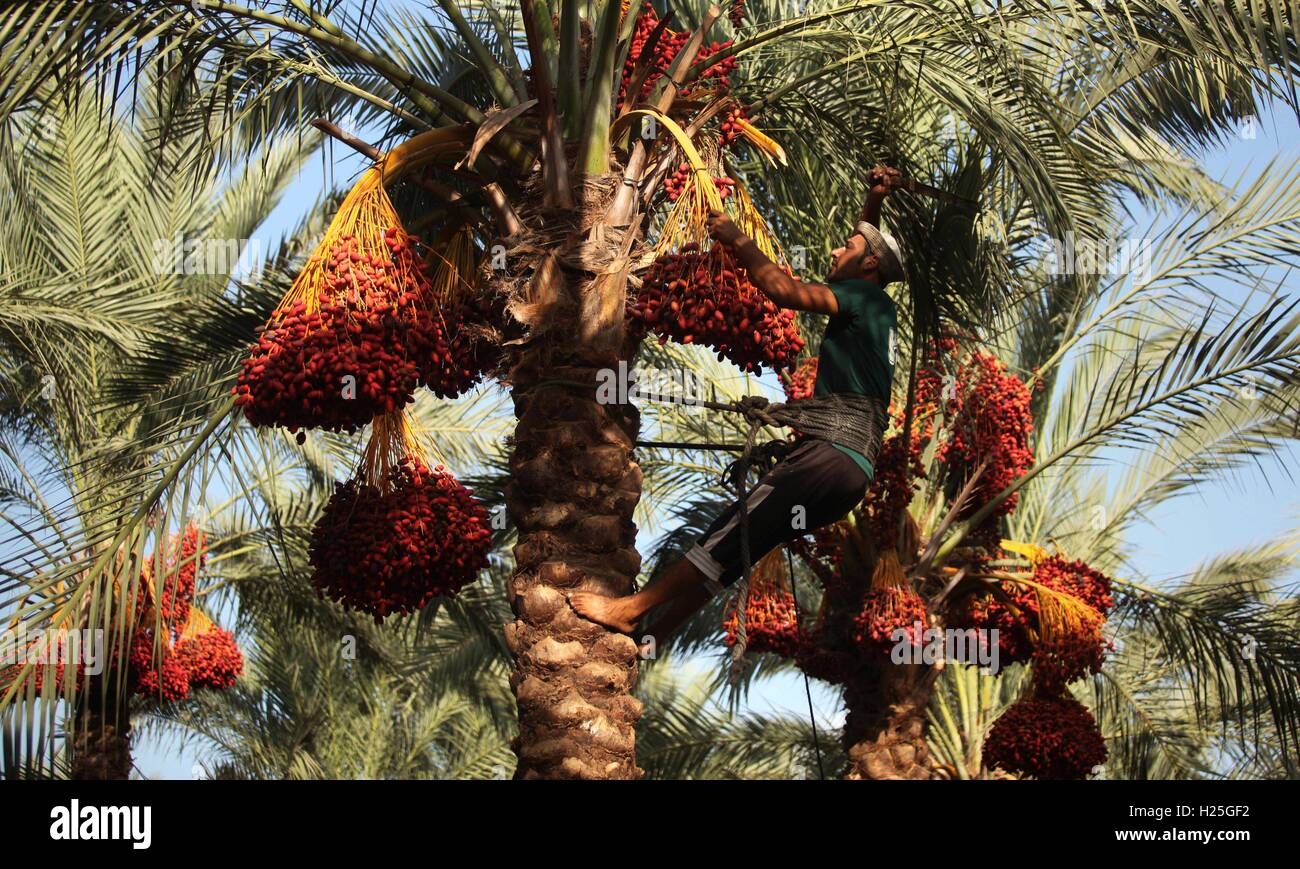 Dair Al Balah, Gaza Strip, Palestinian Territory. 25th Sep, 2016. A ...