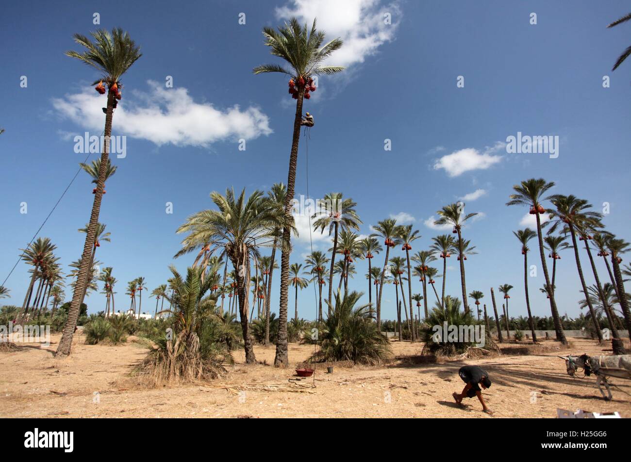 Dair Al Balah, Gaza Strip, Palestinian Territory. 25th Sep, 2016. A ...