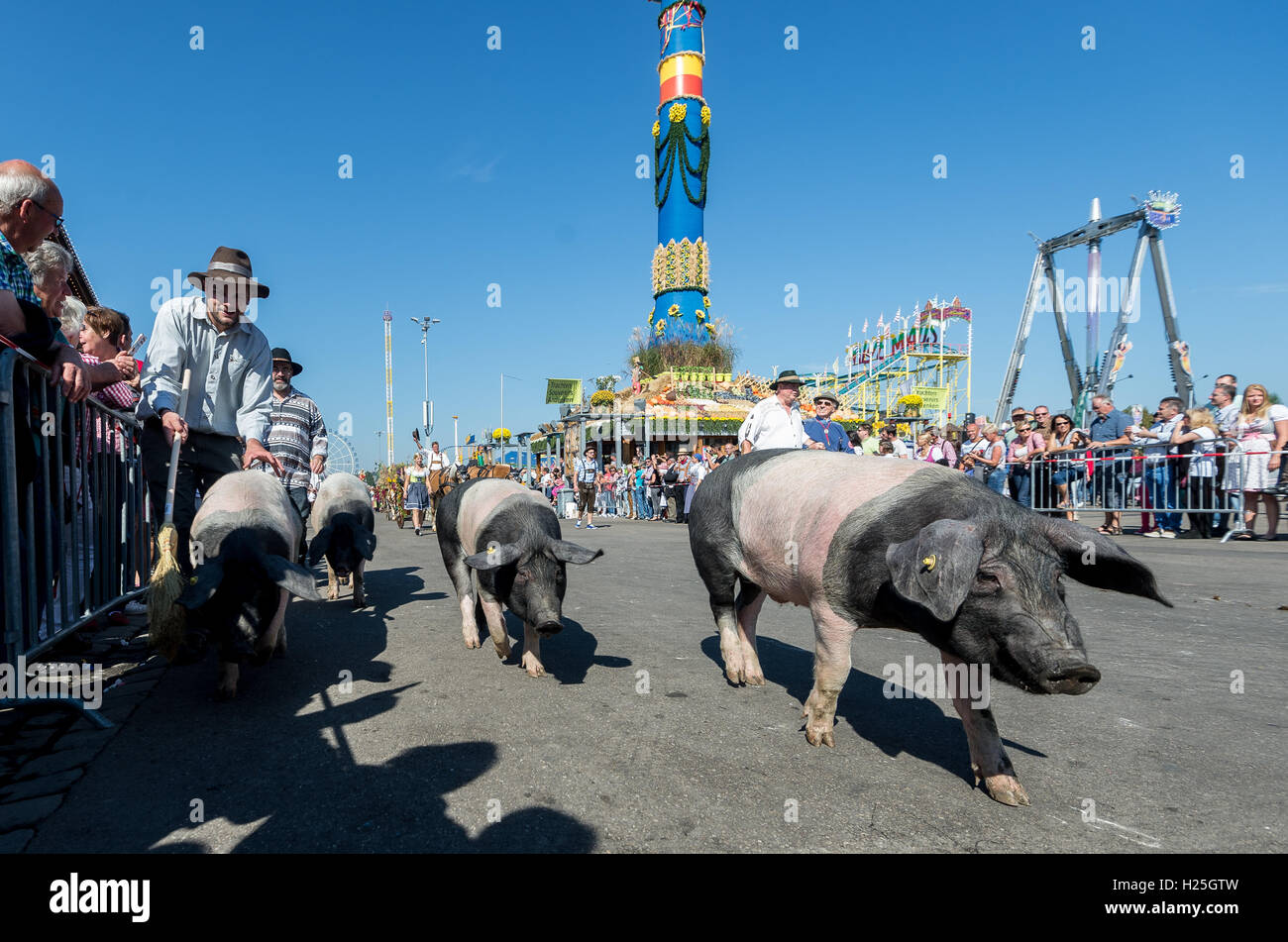 Stuttgart, Germany. 25th Sep, 2016. Pigs of the Agricultural Producer ...