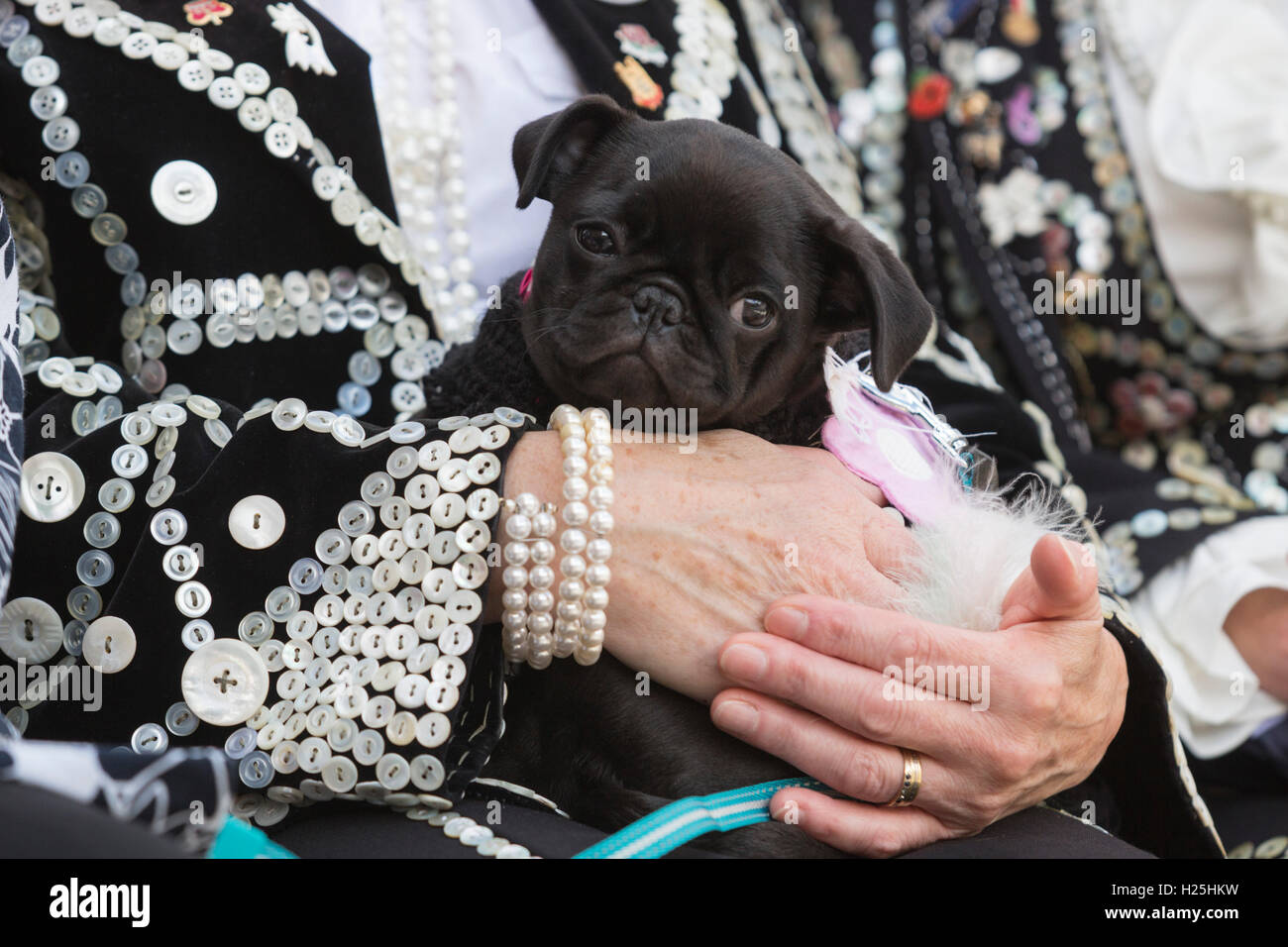Ethel the pug hi-res stock photography and images - Alamy