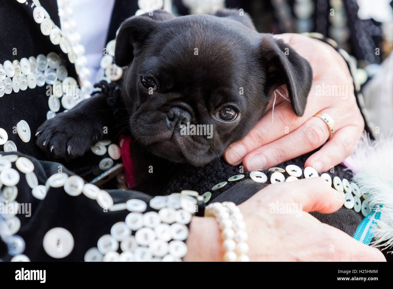Ethel the pug hi-res stock photography and images - Alamy