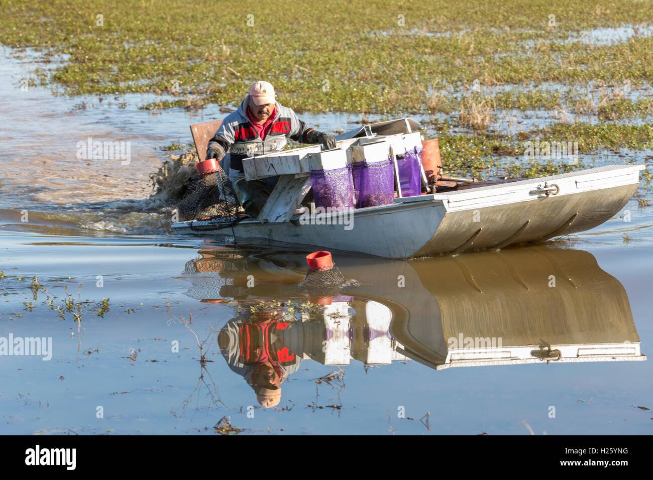 A aquaculture farmer pulls traps with crayfish also known as crawfish ...