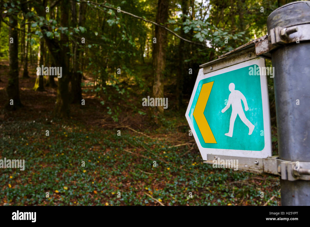 Footpath sign pointing into woods Stock Photo - Alamy