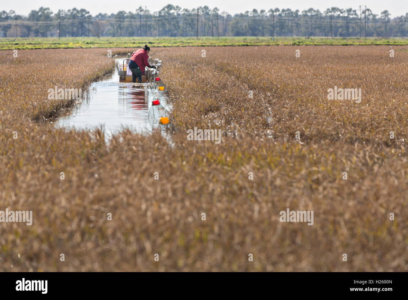 A aquaculture farmer pulls traps with crayfish also known as crawfish ...