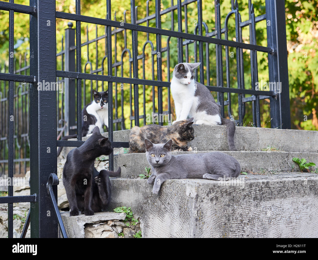 Mammal animal street feline hi-res stock photography and images - Alamy