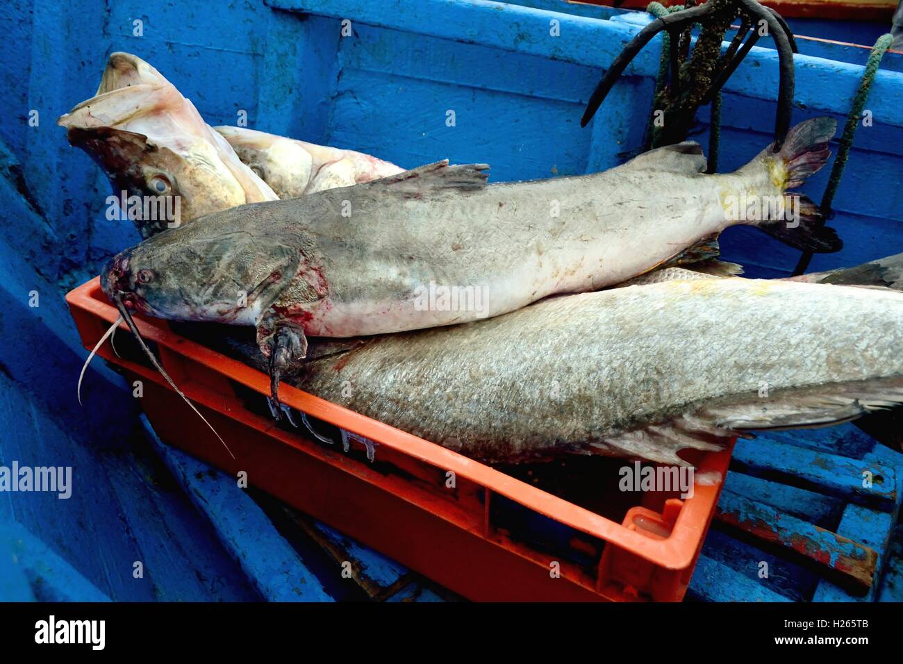 Bagre High Resolution Stock Photography and Images - Alamy