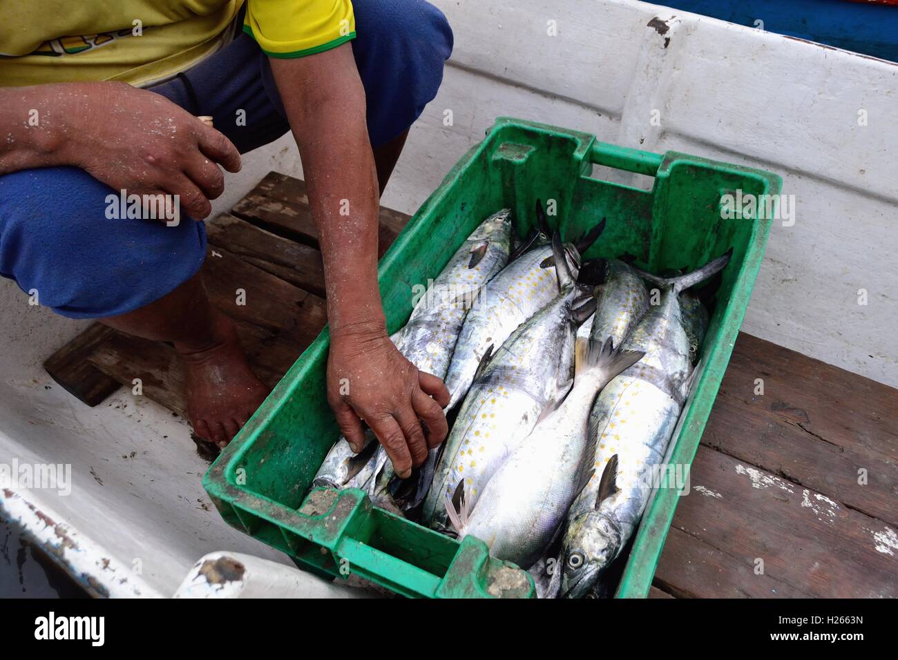 Bonito fish - Port in PUERTO PIZARRO. Department of Tumbes .PERU Stock ...