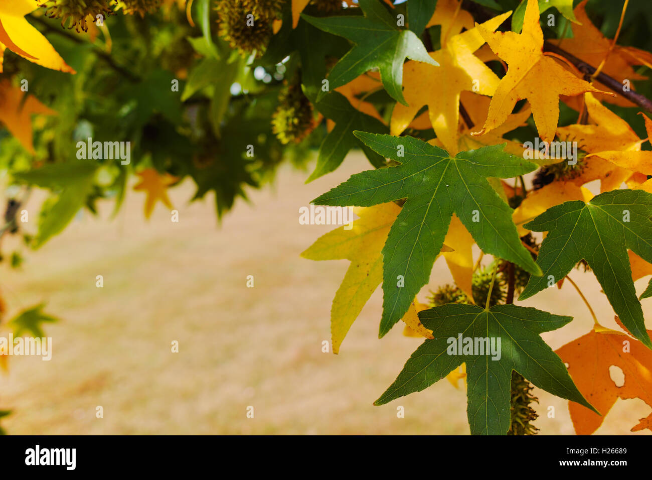 Yellow japanese maple tree hi-res stock photography and images - Alamy