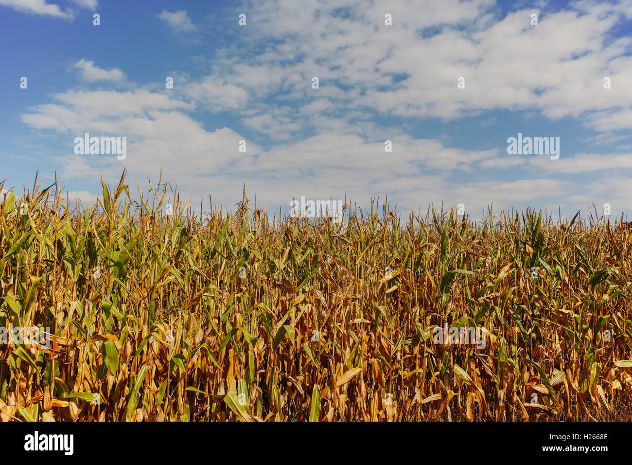 Fossil corn cob hi-res stock photography and images - Alamy