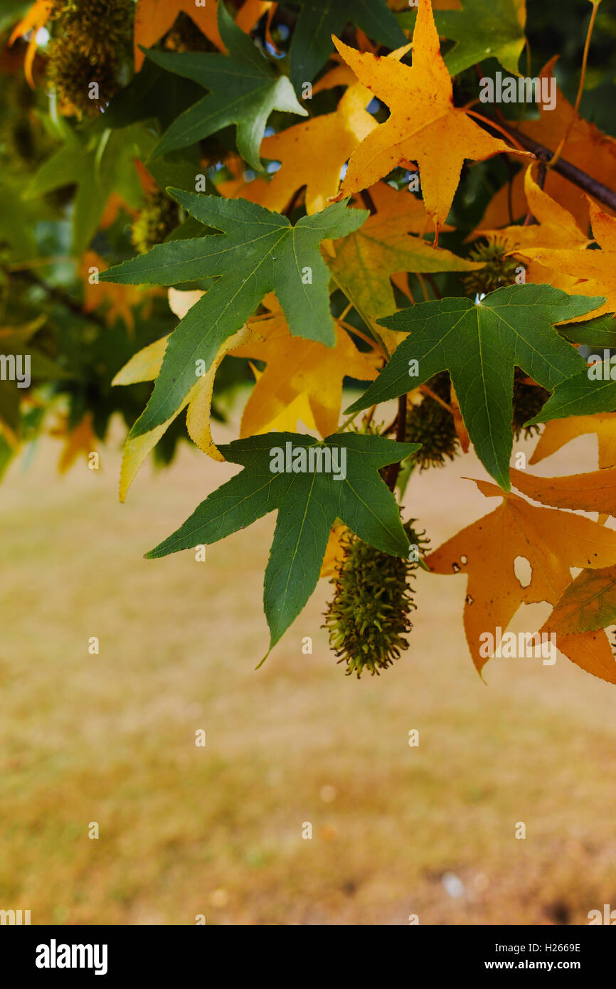 Yellow japanese maple tree hi-res stock photography and images - Alamy