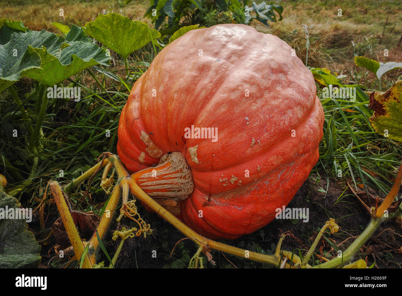 Giant pumpkin in pumpkin patch ready for harvest Stock Photo - Alamy