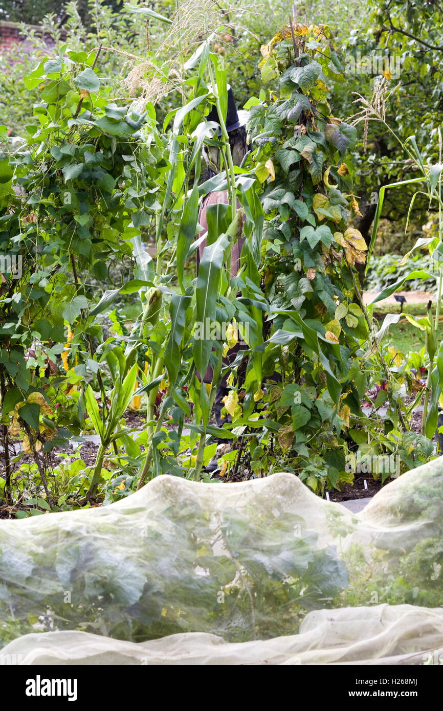 Traditional allotment Vegetables plot Stock Photo - Alamy