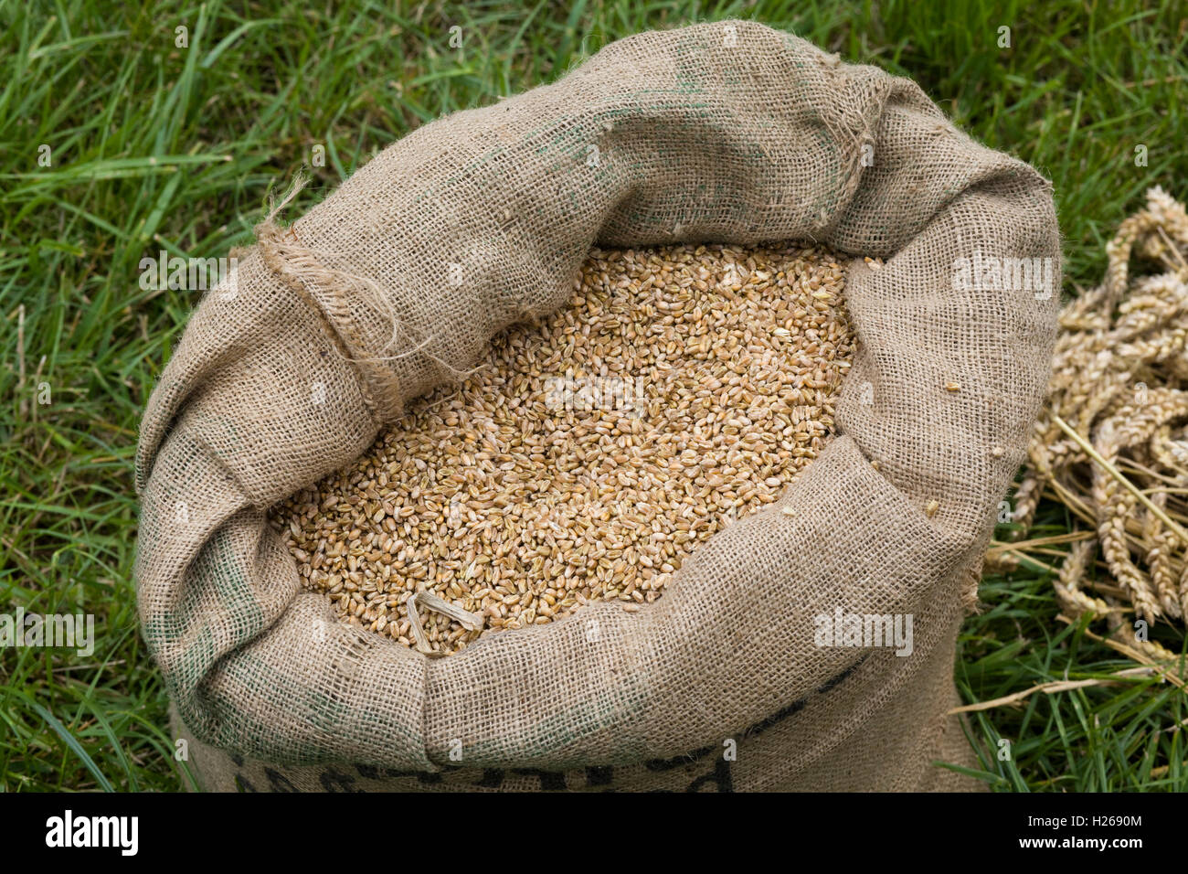 Full of wheat hi-res stock photography and images - Alamy