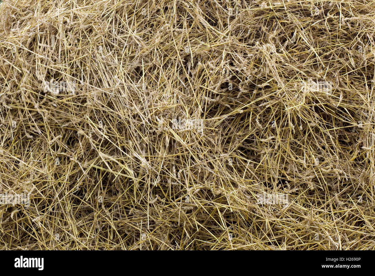 Chopped wheat hi-res stock photography and images - Alamy