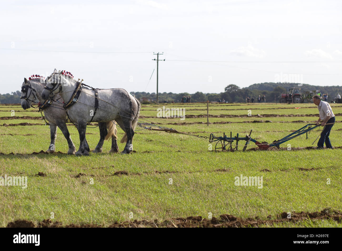 Traditional ploughing a farmer works the land with horses and a Single ...