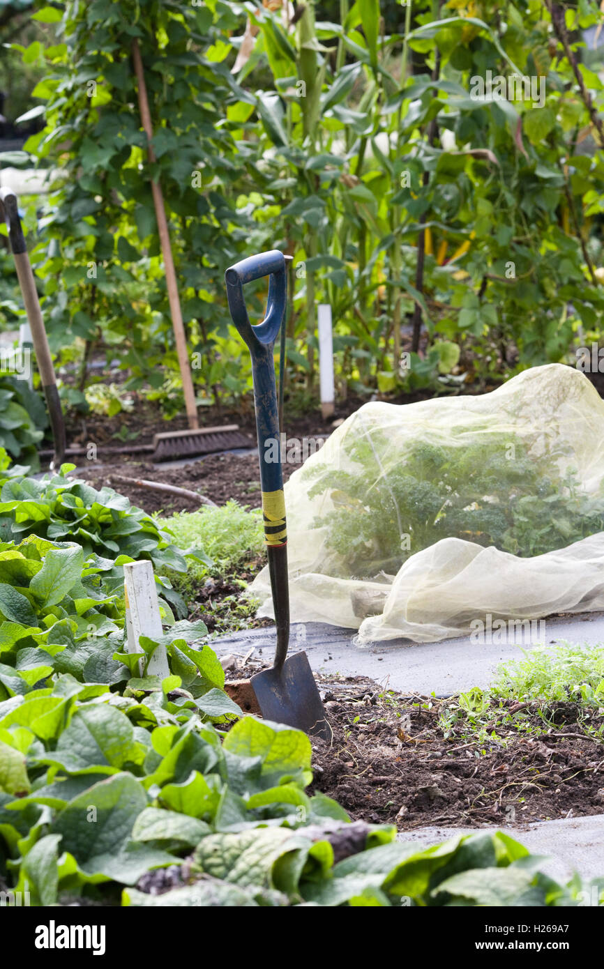 Traditional allotment Vegetables plot Stock Photo - Alamy