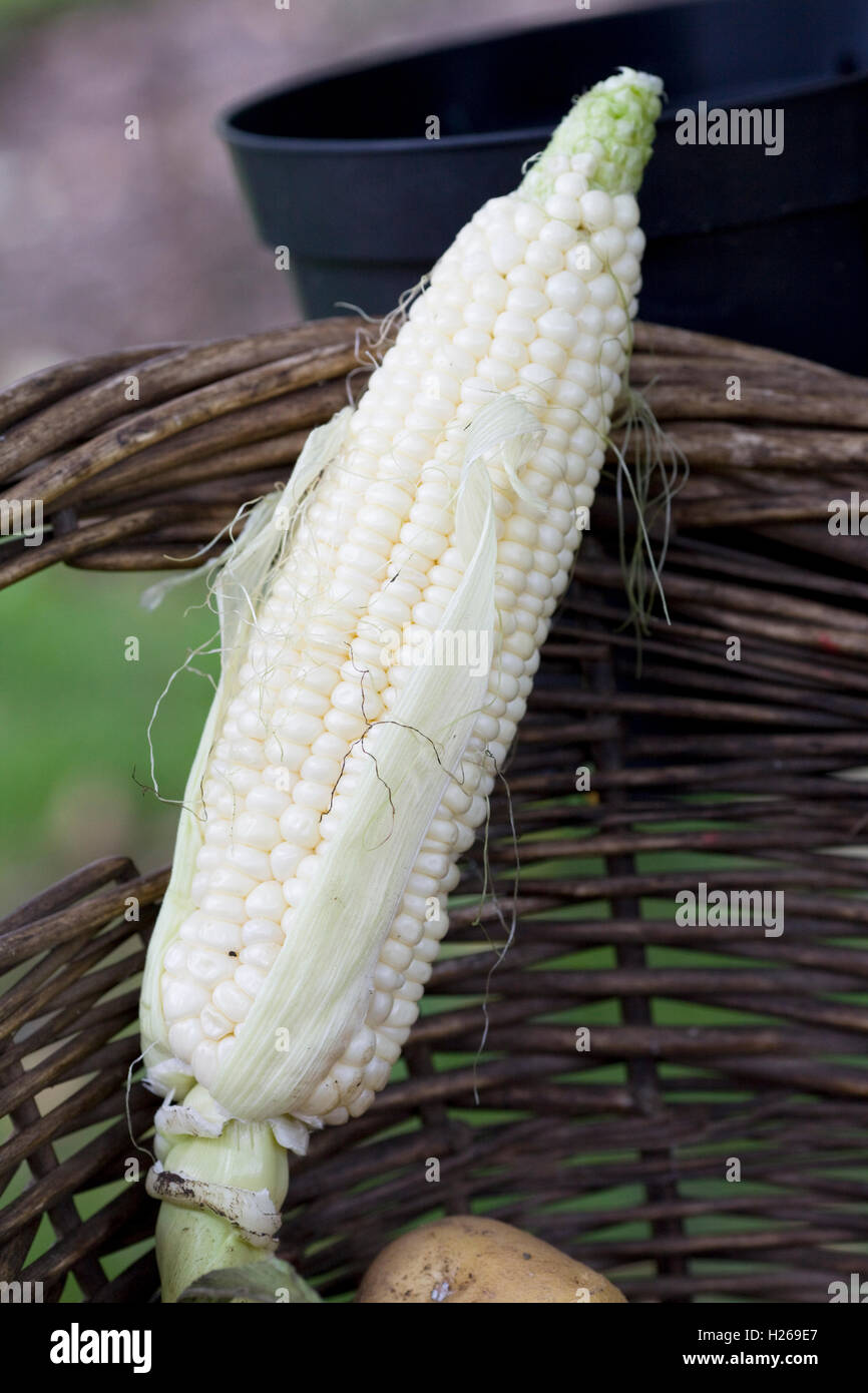 Sweetcorn cob hi-res stock photography and images - Alamy