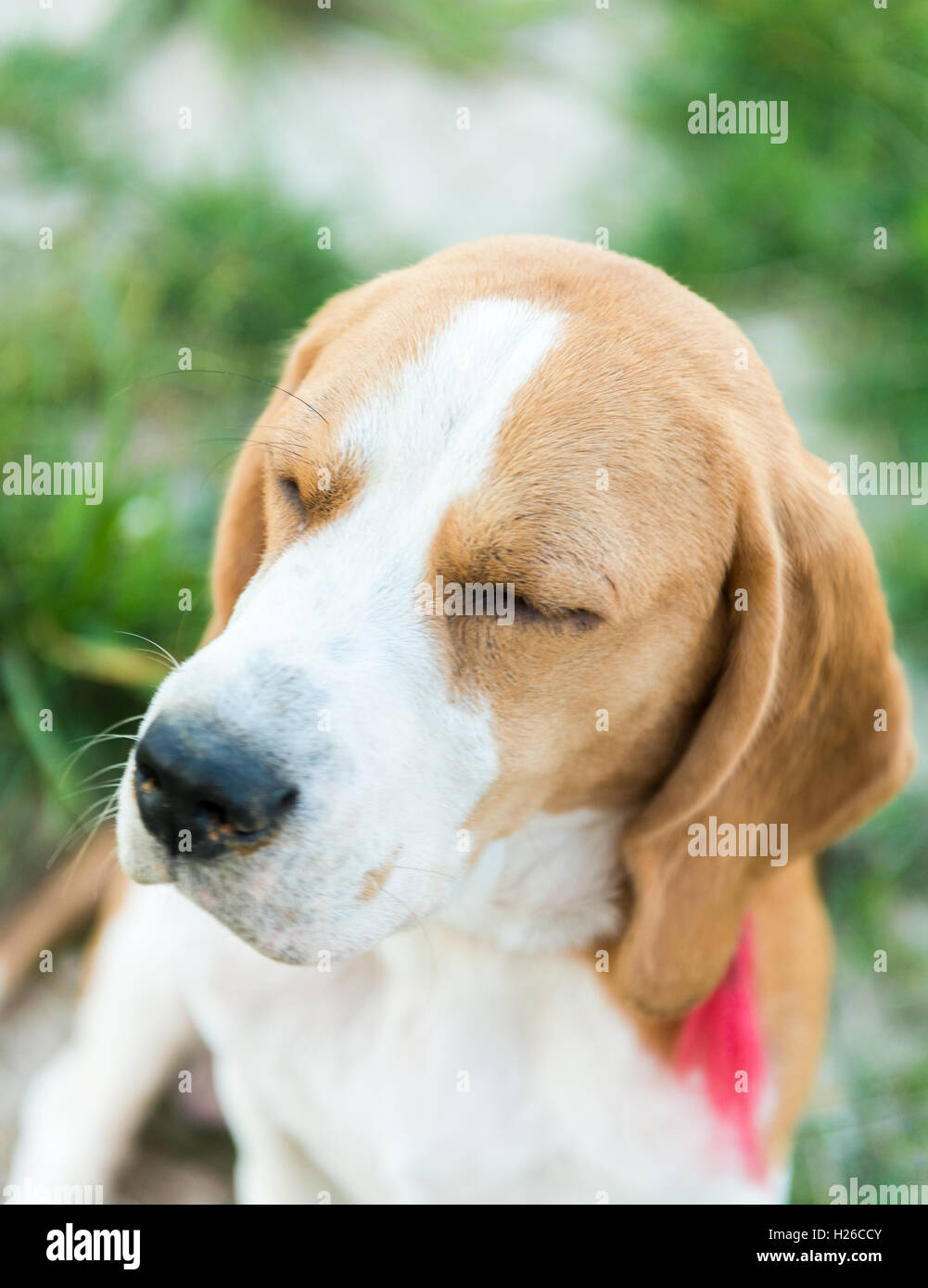 Cute beagle portrait Stock Photo - Alamy
