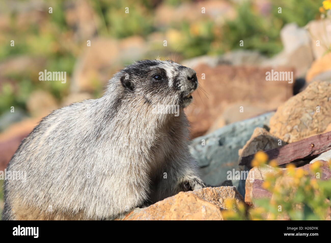 Hoary Marmot Marmota caligata Logan Pass Glacier National Park Montana ...