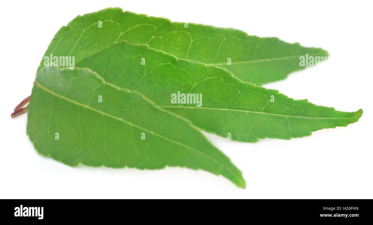 Spice with curry leaves hi-res stock photography and images - Alamy