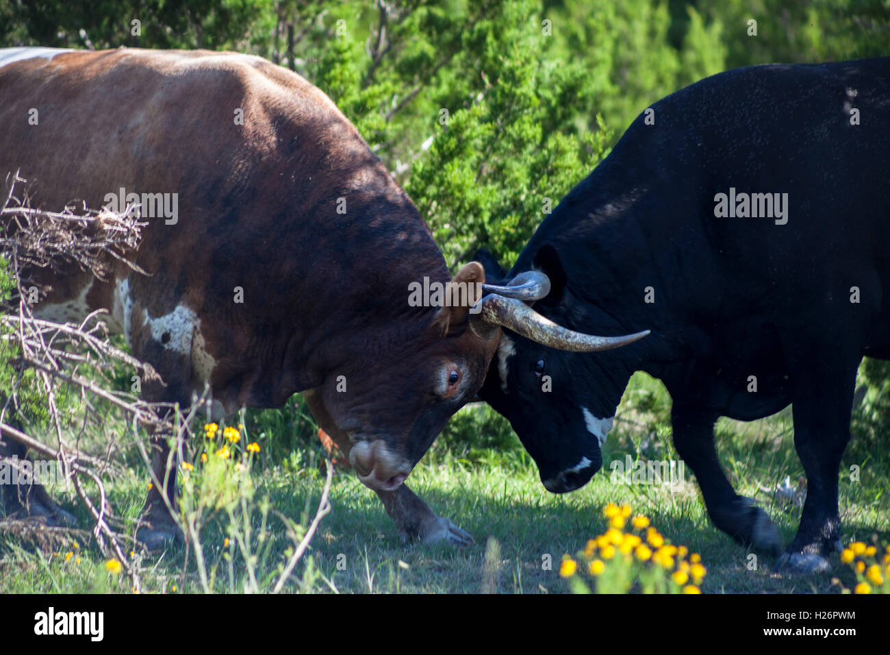 Two young bulls fight and establish dominance in a field Stock Photo ...