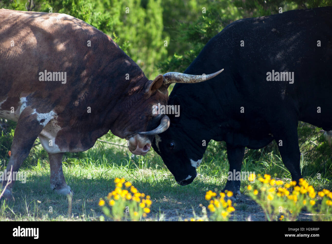 Two young bulls fight and establish dominance in a field Stock Photo ...