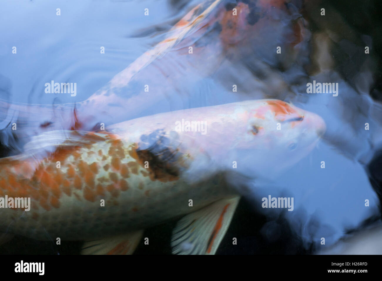 Group japanese koi glide hi-res stock photography and images - Alamy