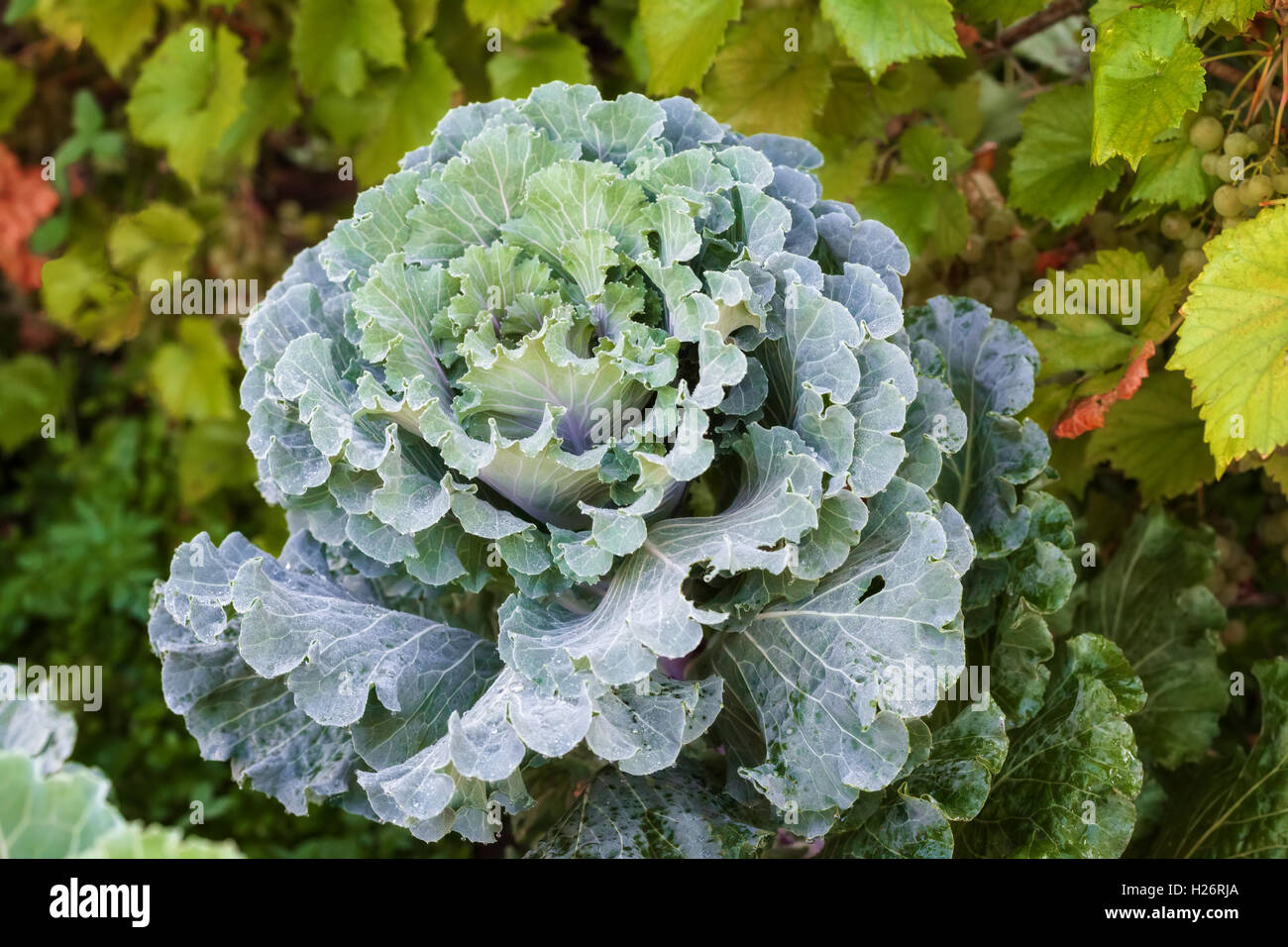 Big head of cabbage hi-res stock photography and images - Alamy