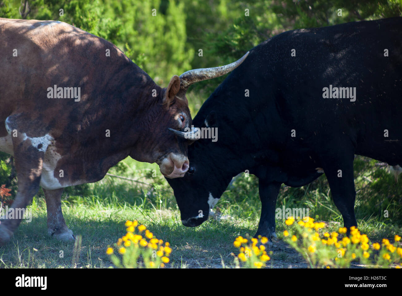 Two young bulls fight and establish dominance in a field Stock Photo ...