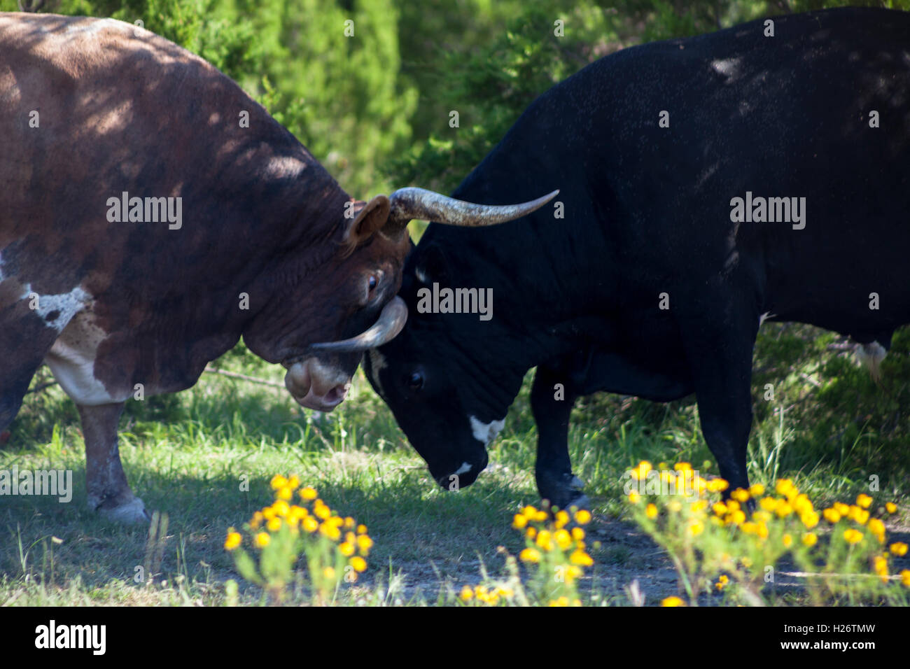 Two young bulls fight and establish dominance in a field Stock Photo ...