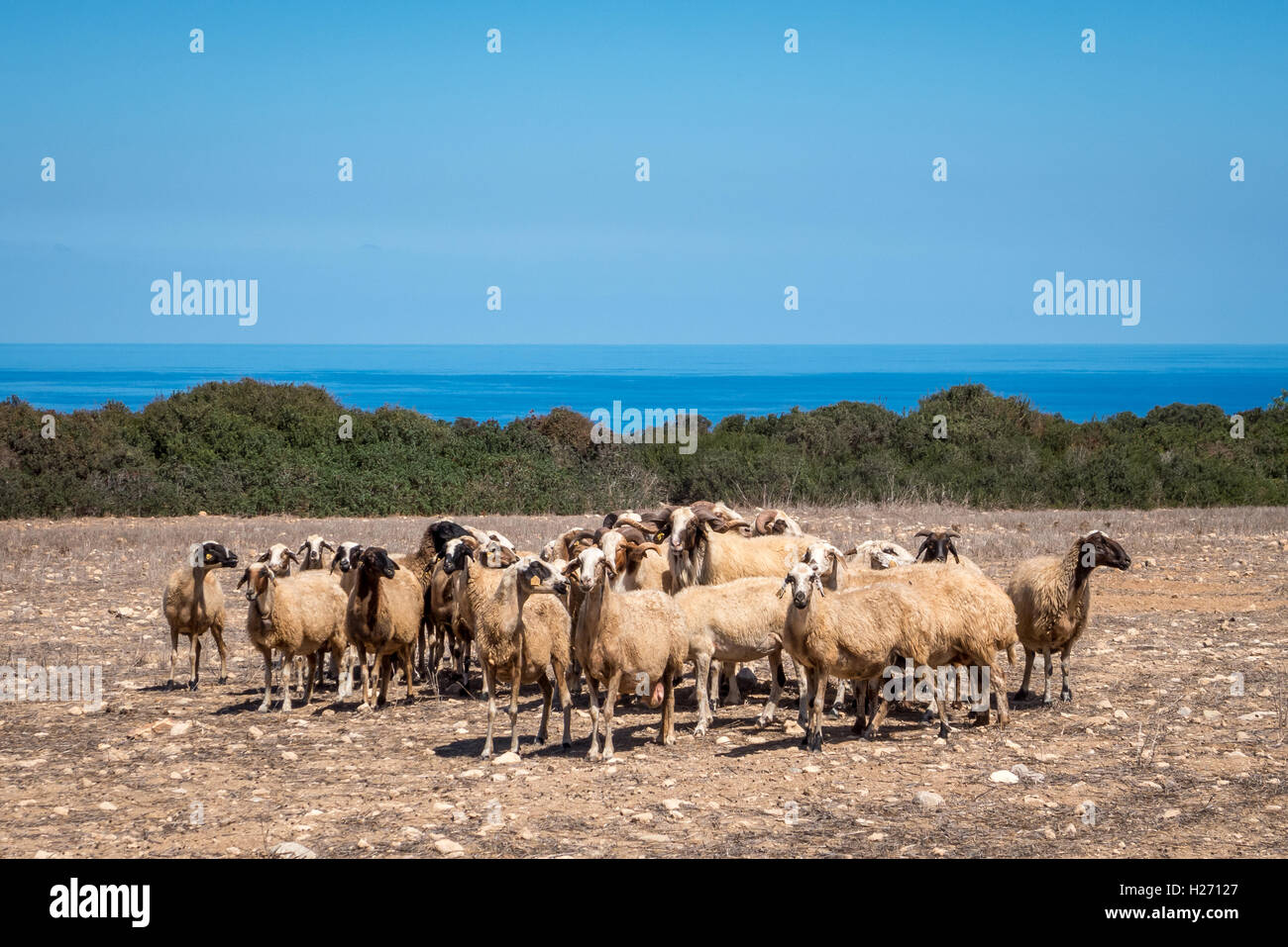 Sheep on the Karpass Paninsula of northern Cyprus Stock Photo - Alamy