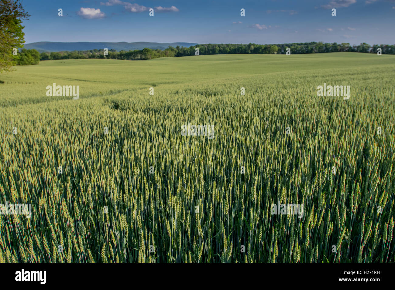 Vast field of grain hi-res stock photography and images - Alamy