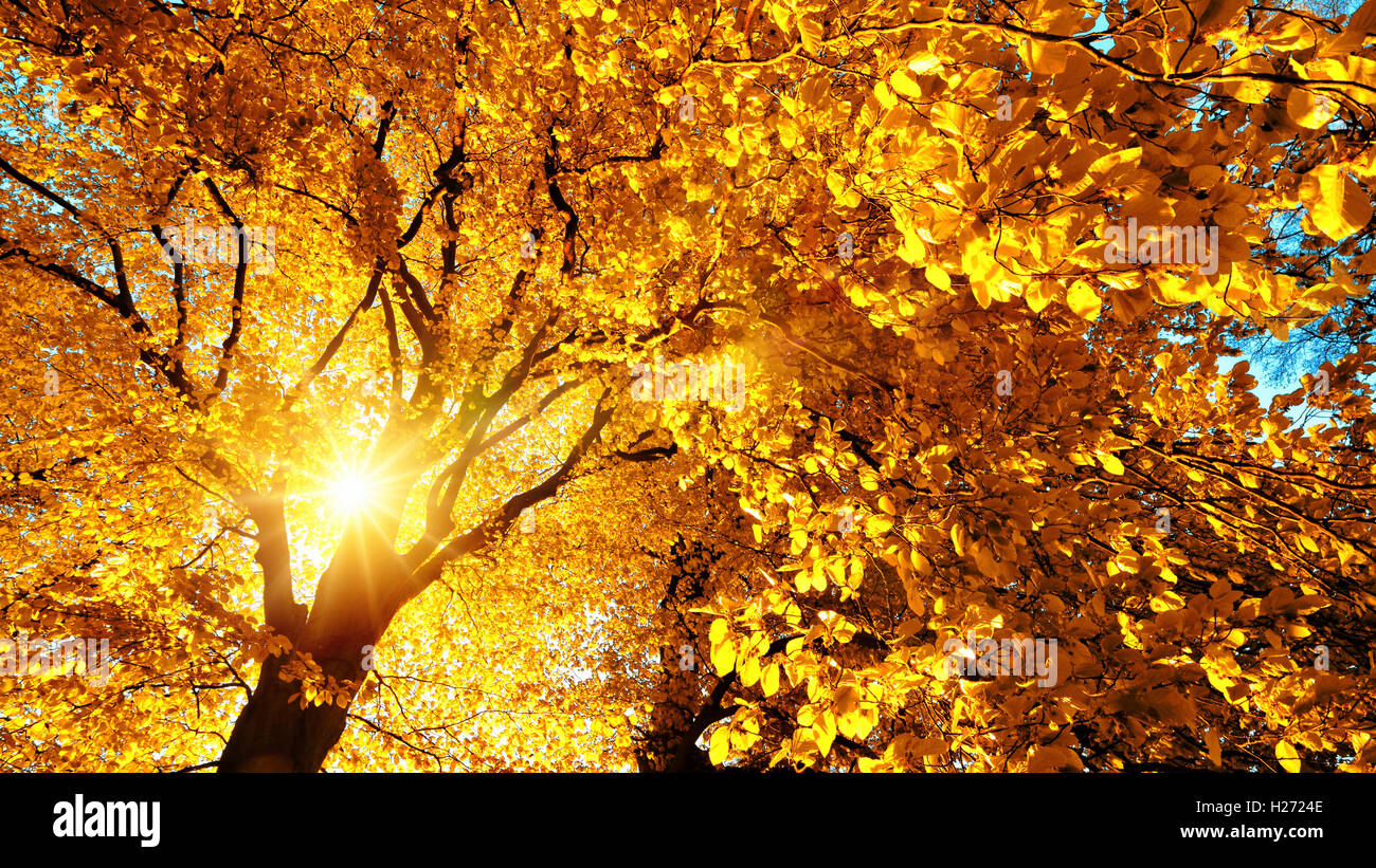 Sun through tall tree hi-res stock photography and images - Alamy