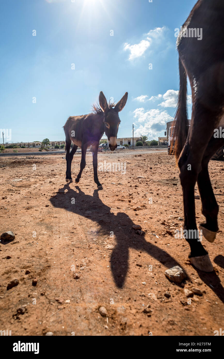 Wild donkey in northern Cyprus Stock Photo - Alamy