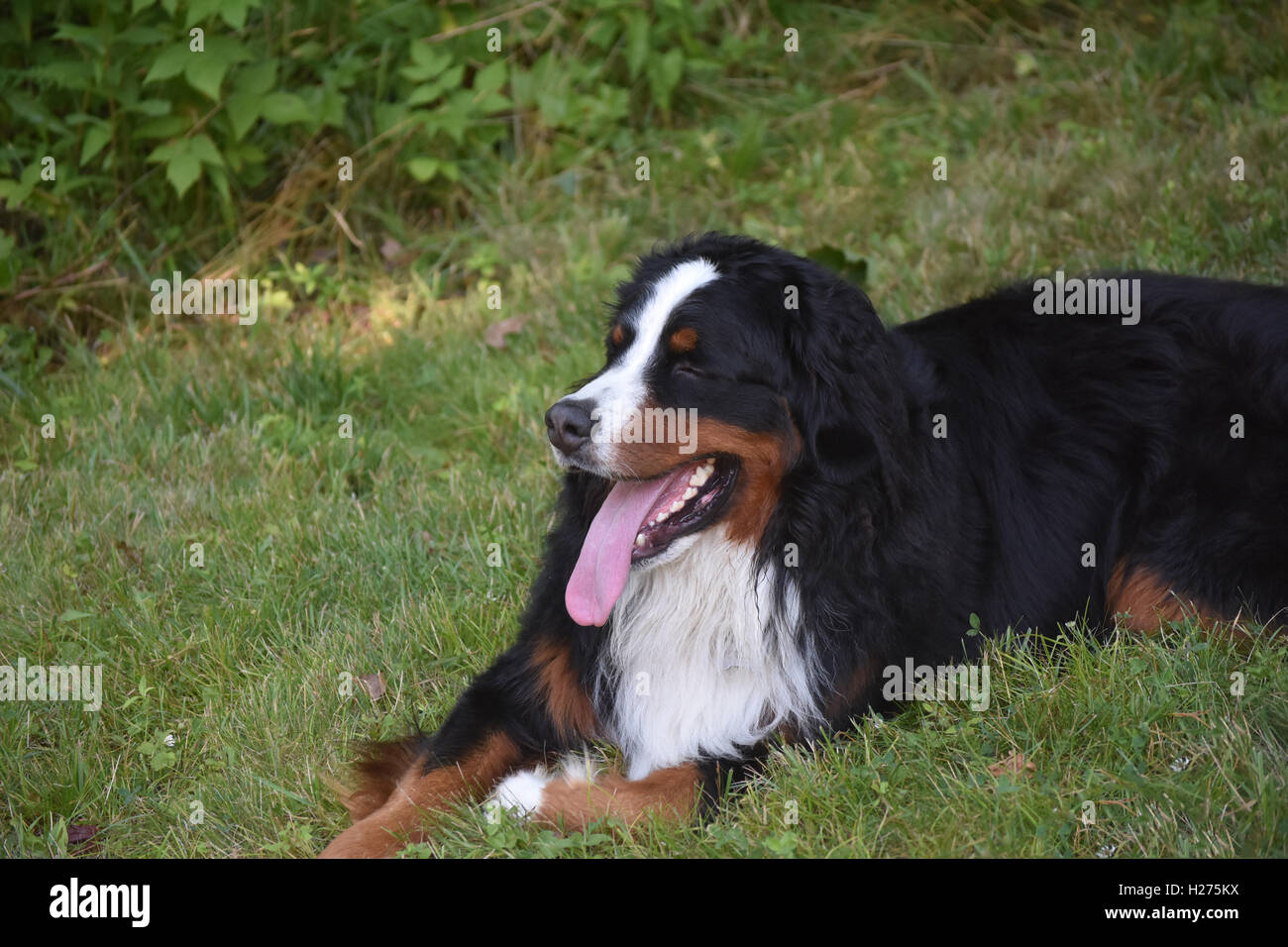Great Bernese mountain dog in a yard Stock Photo - Alamy