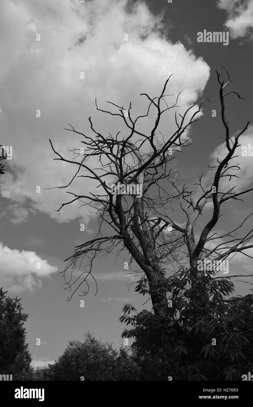 Dead and live Black and White Stock Photos & Images - Alamy