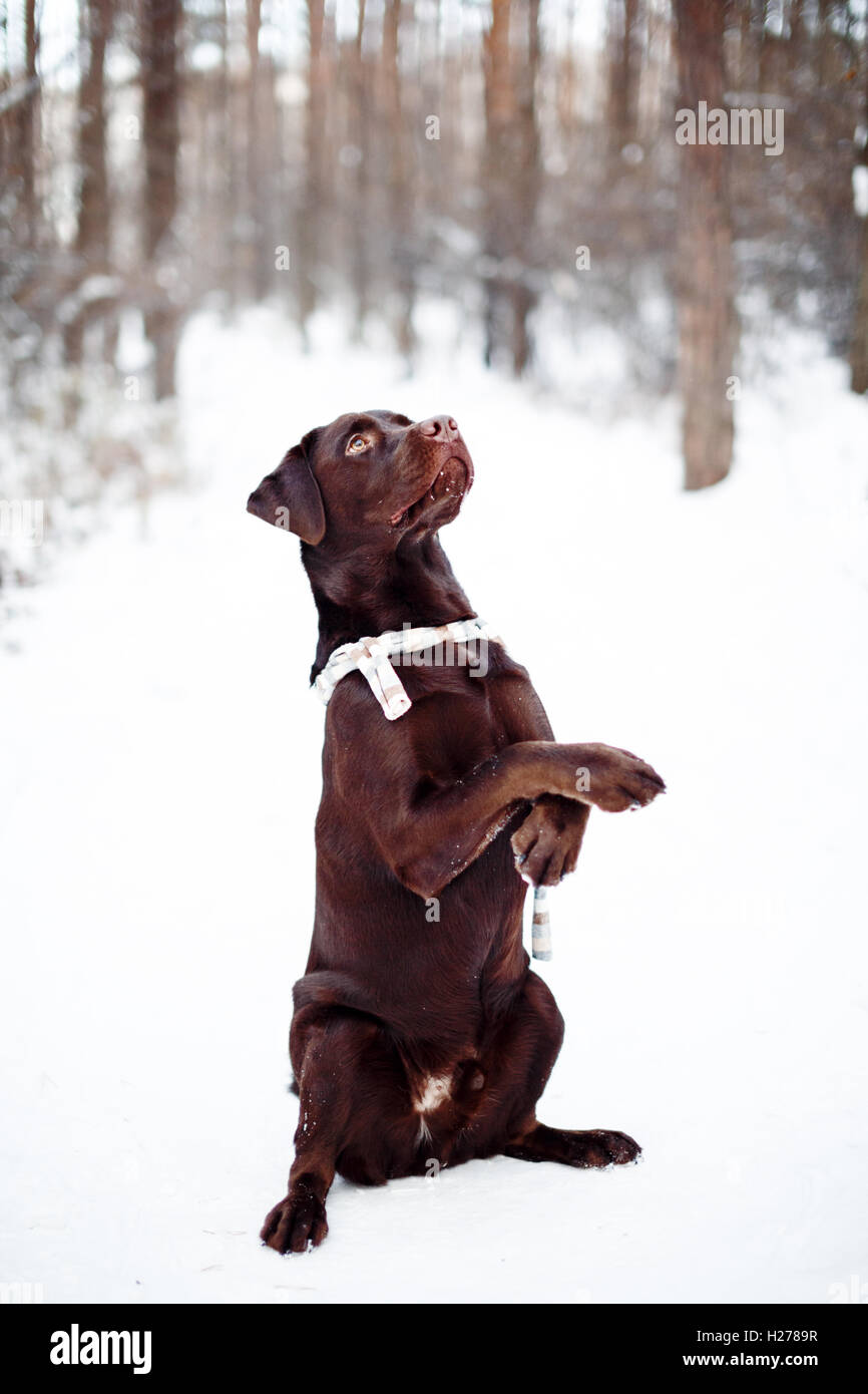 Happy breed hi-res stock photography and images - Alamy