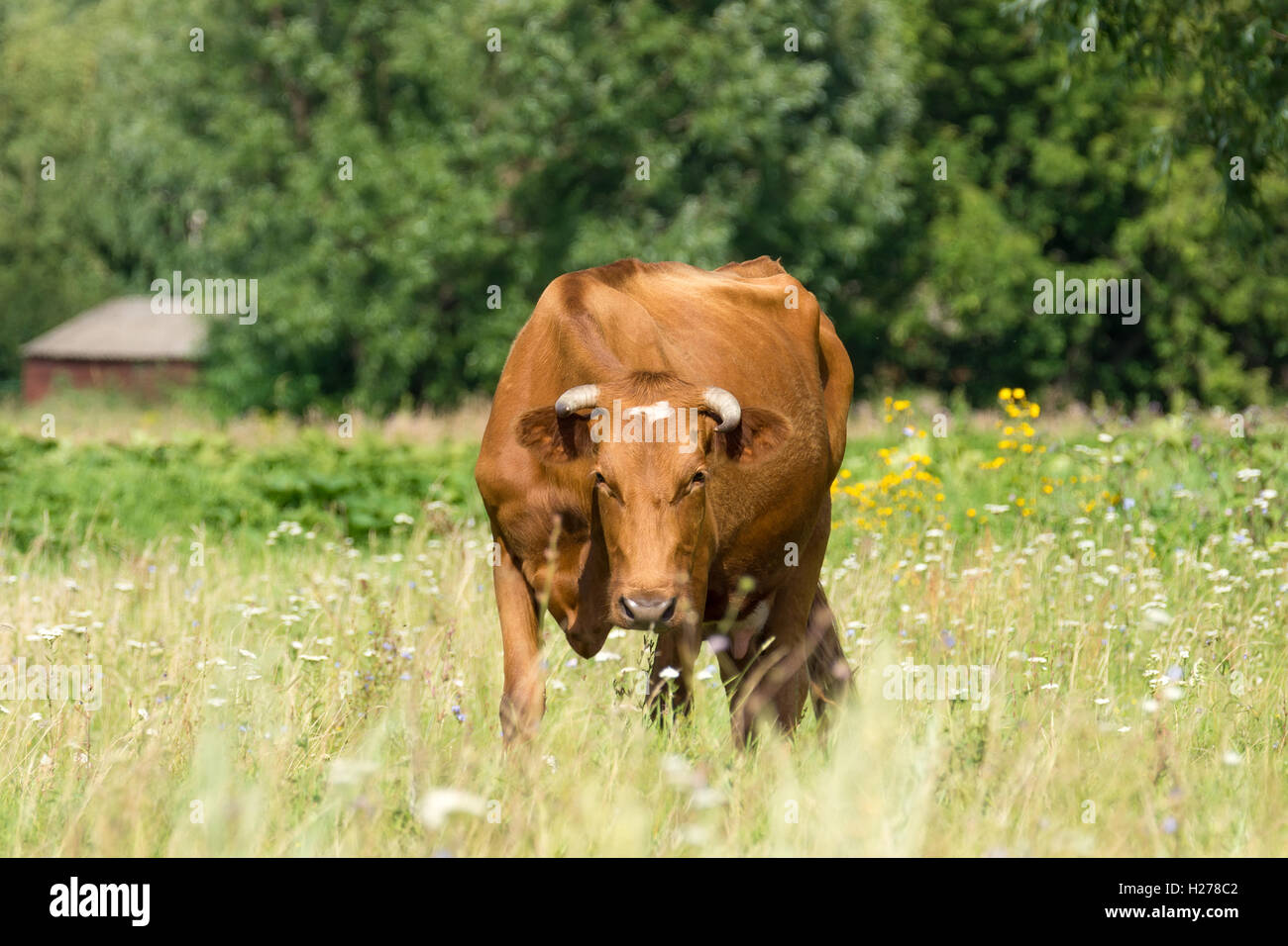 The photo shows a cow in a meadow Stock Photo - Alamy