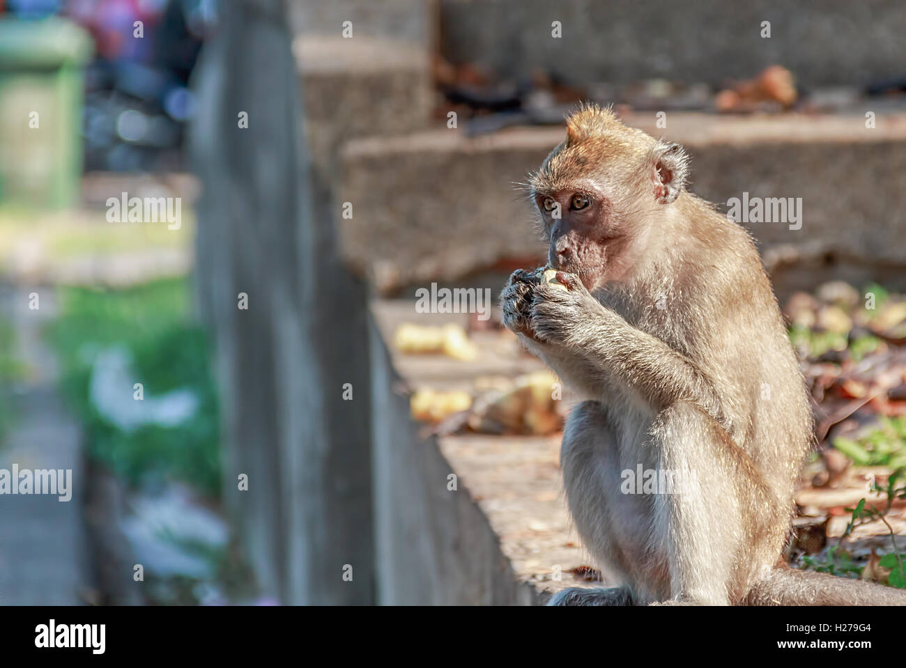 Red fire monkey hi-res stock photography and images - Alamy