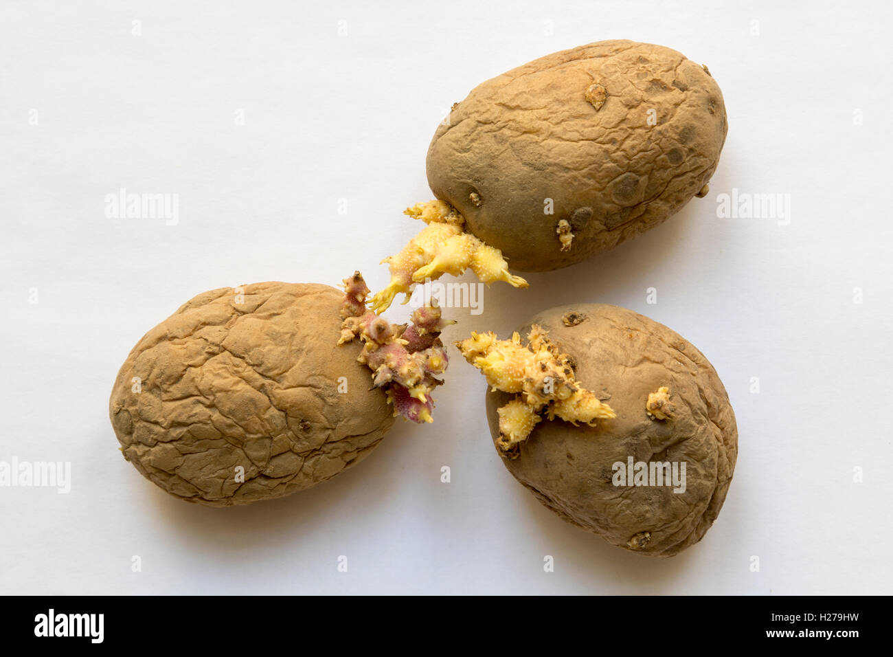 Spoiled potatoes hi-res stock photography and images - Alamy