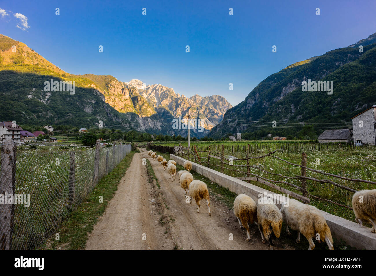 Albania sheep hi-res stock photography and images - Alamy