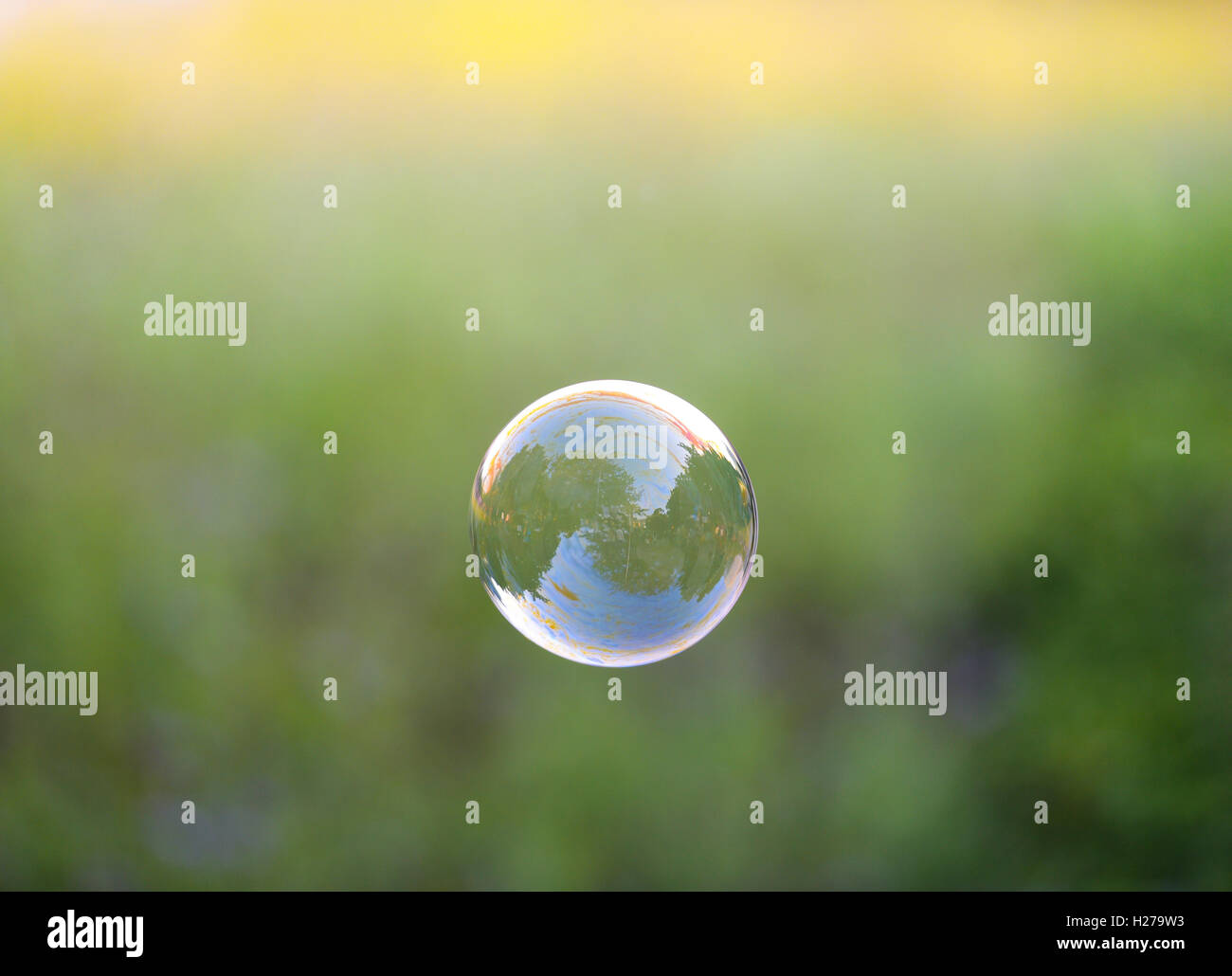Bubble with lavender plants Stock Photo - Alamy