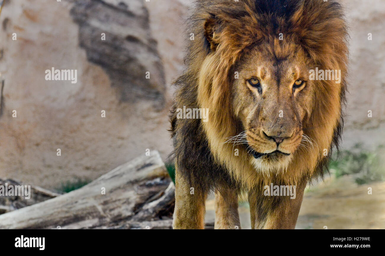 Fierce lion hi-res stock photography and images - Alamy