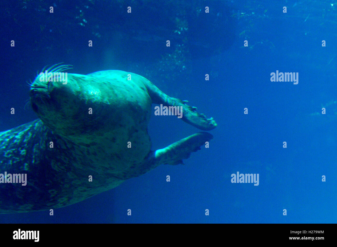 Sea lion swimming underwater doing a back flip Stock Photo - Alamy