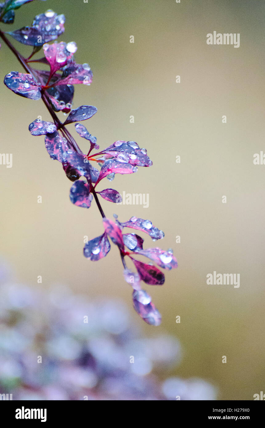 Purple violet leaves with droplets Stock Photo - Alamy