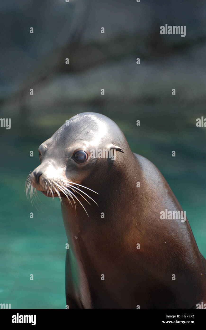 Really cute face of a sea lion Stock Photo - Alamy