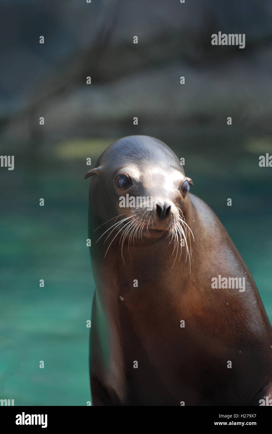 Really cute stellar sea lion beside the water Stock Photo - Alamy