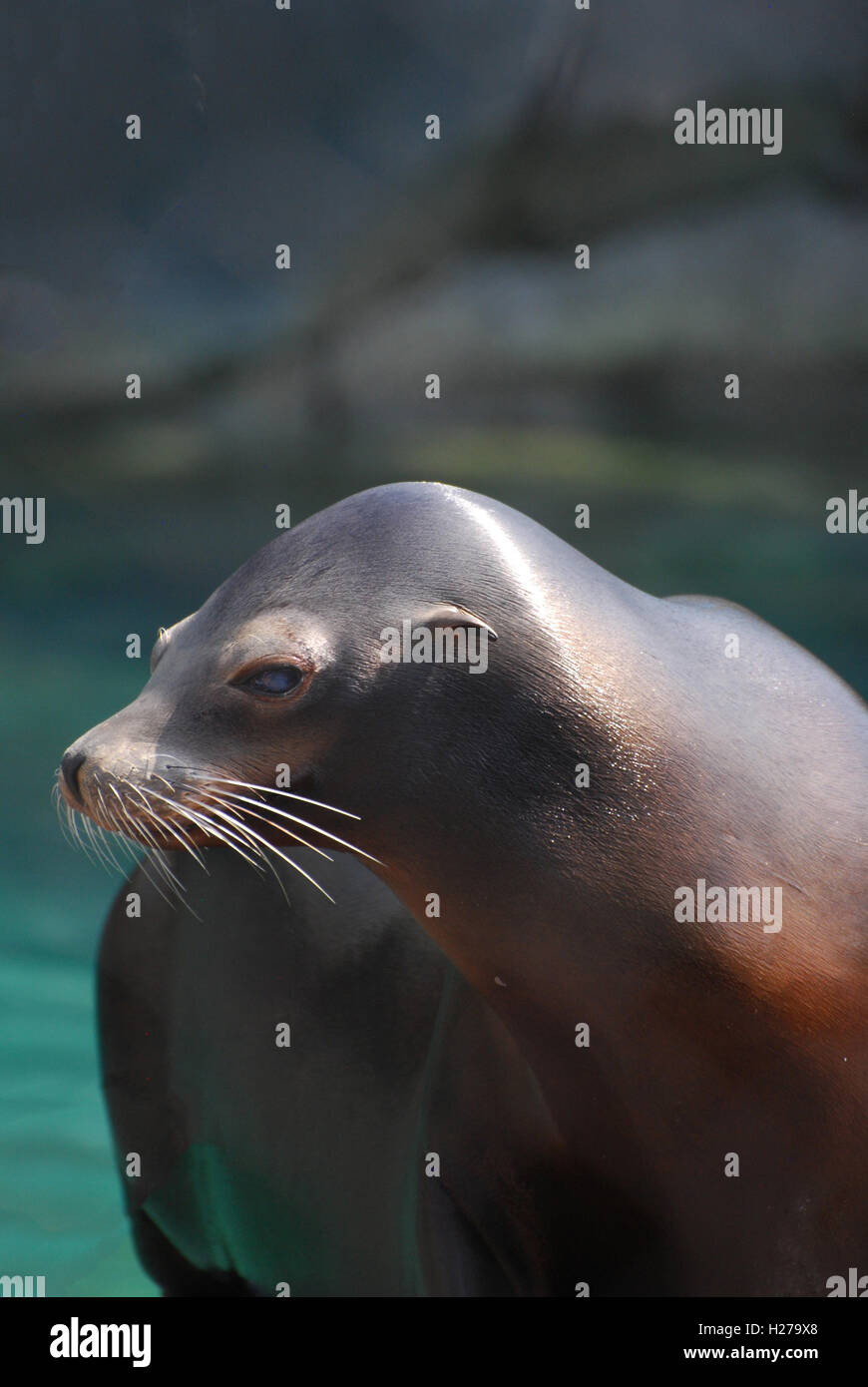 Cute look at a playful sea lion Stock Photo - Alamy
